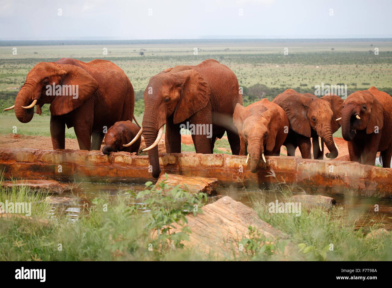 elephants in tsavo east national park kenya Stock Photo - Alamy