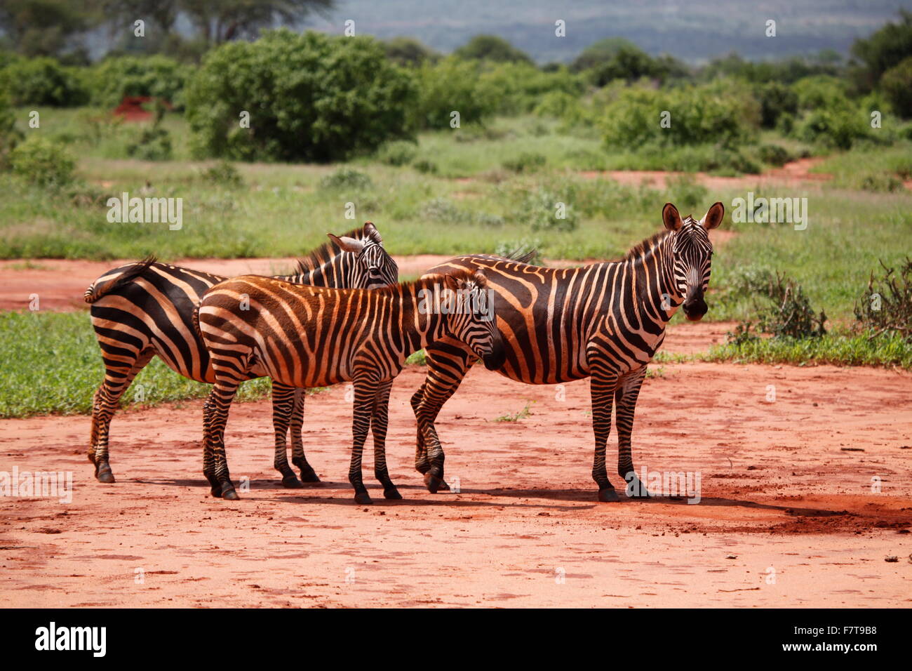 Zebra stallion hi-res stock photography and images - Alamy