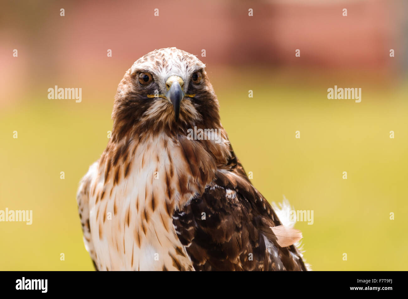 red-tailed hawk or (Buteo jamaicensis) in front view, in Coaldale ...