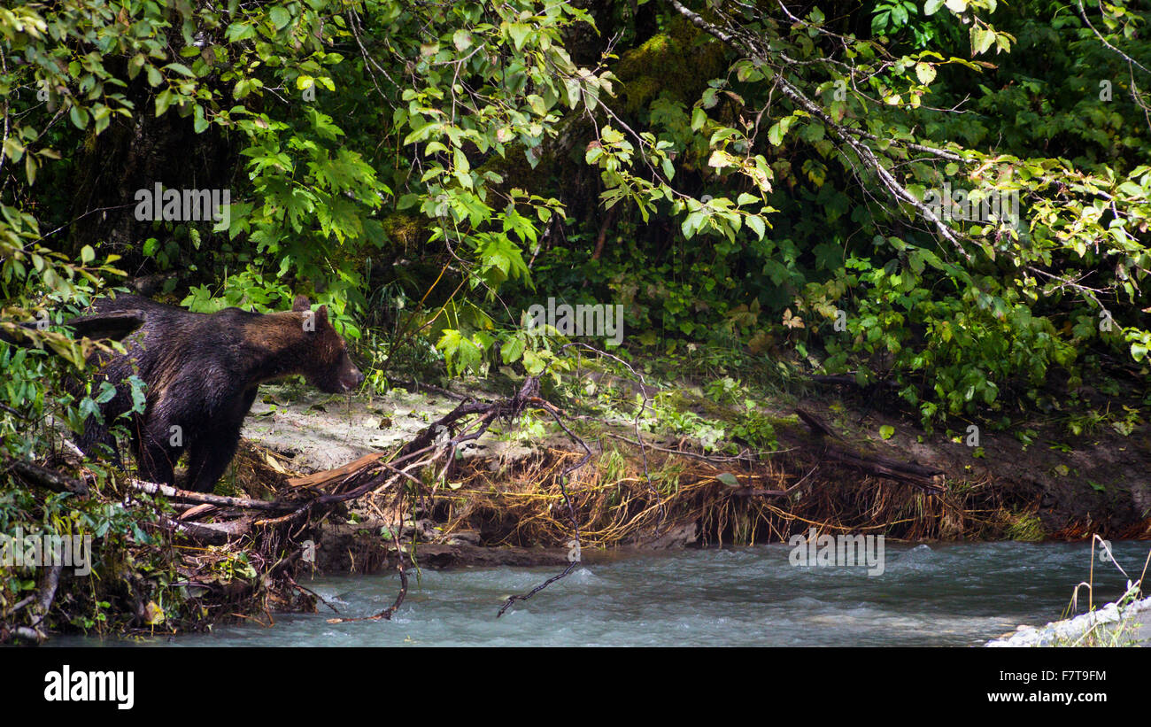 Grizzly bears in the Orford River Valley, Vancouver Island, British ...