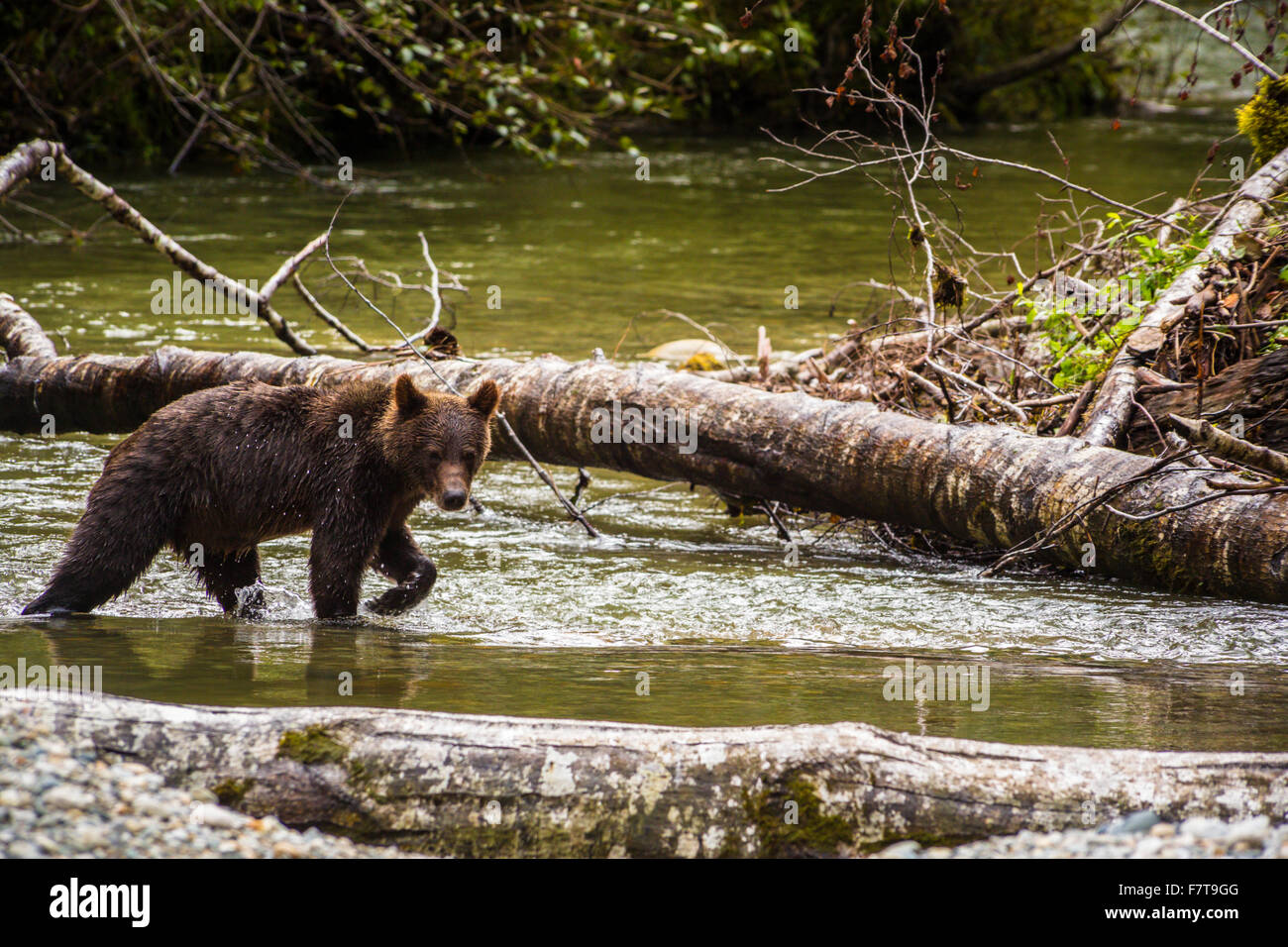 Grizzly bears in the Orford River Valley, Vancouver Island, British ...