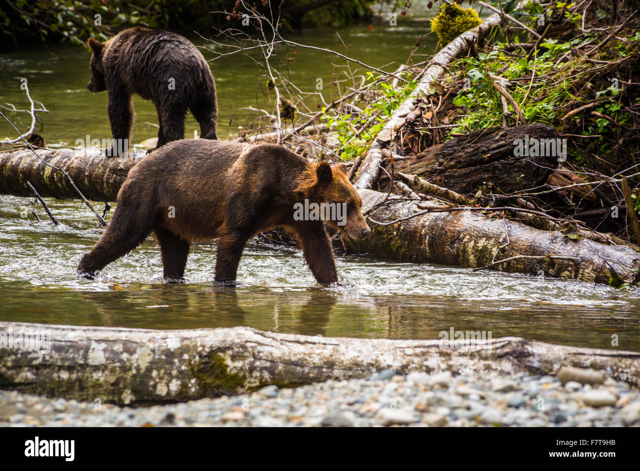 Grizzly bears in the Orford River Valley, Vancouver Island, British ...