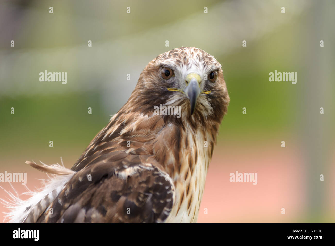 Sharp taloned birds hi-res stock photography and images - Alamy