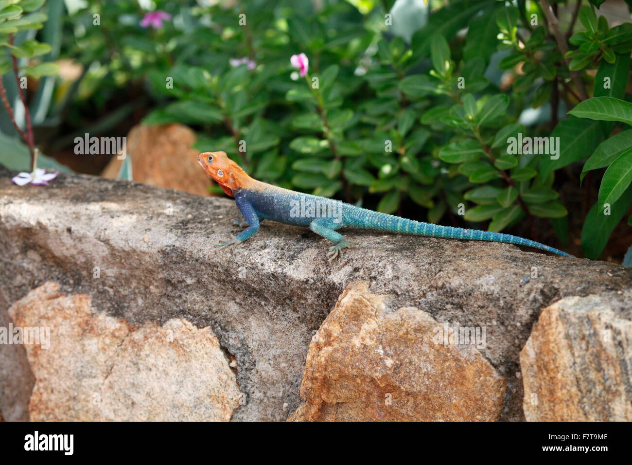 lizard in tsavo east national park kenya Stock Photo - Alamy