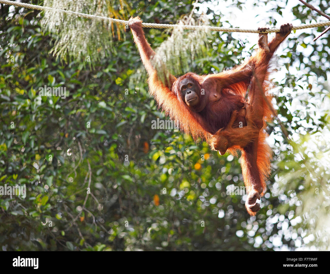 Orangutan (Pongo) with young, in Semenggoh Wildlife Sanctuary in ...