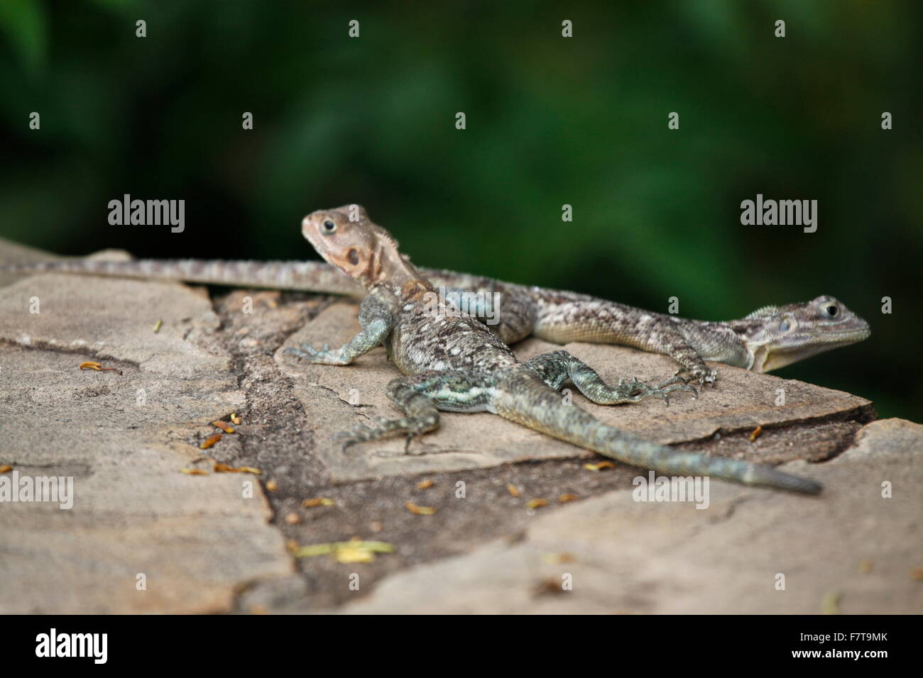 lizard in tsavo east national park kenya Stock Photo - Alamy