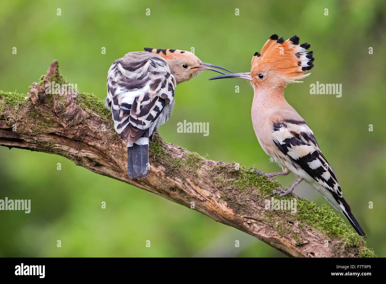 Hoopoe (Upupa epops) pair, courtship, male, female, Tuscany, Italy ...