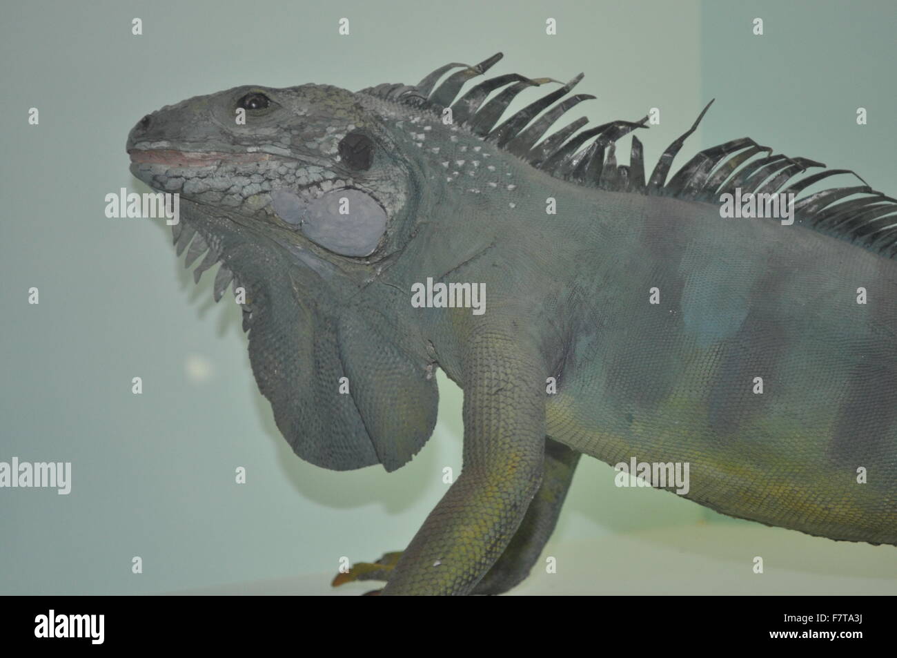A taxidermy plastic statue of a grey bearded lizard at The Natural ...