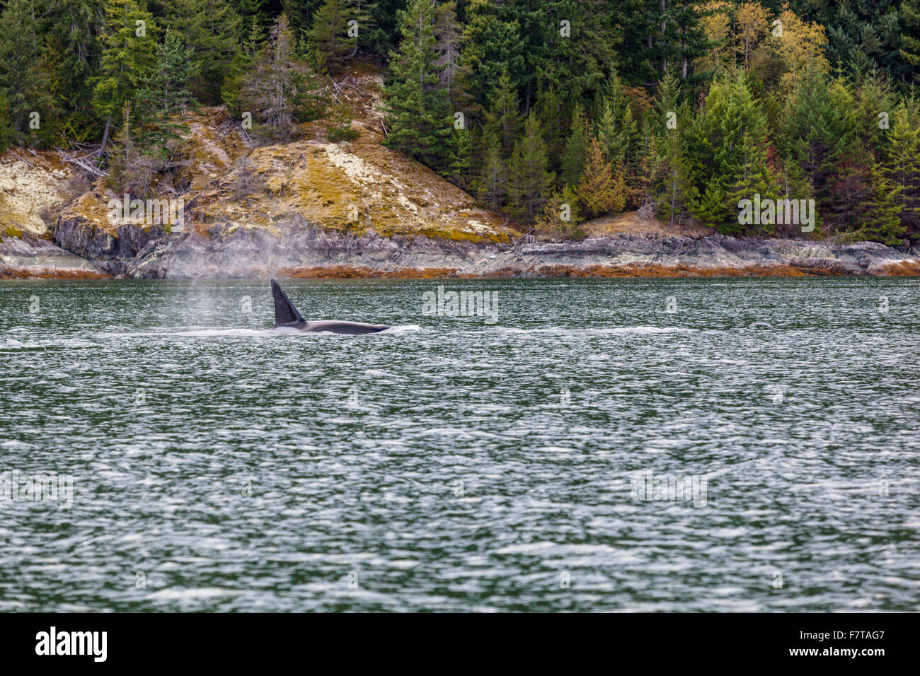 Orca in the Bute Inlet, Vancouver Island, British Columbia, Canada ...