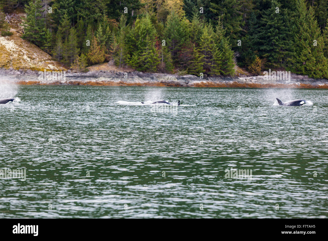 Orca inlet hi-res stock photography and images - Alamy
