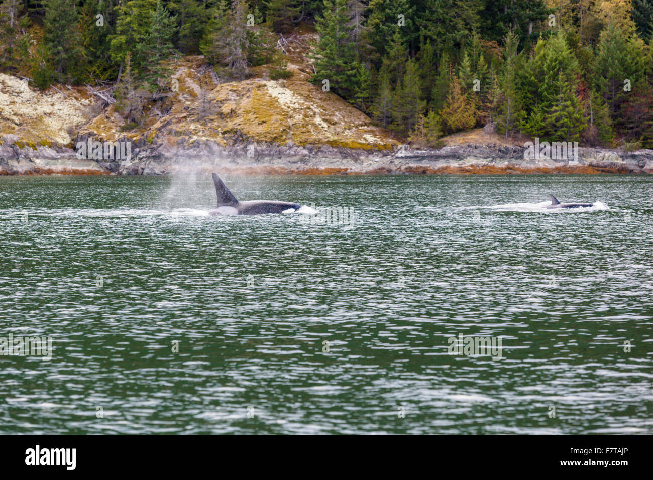 Orca in the Bute Inlet, Vancouver Island, British Columbia, Canada ...