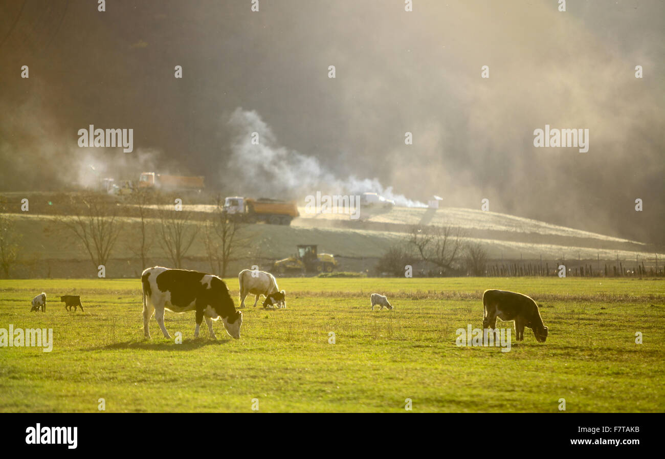 Color image of some cows on a field Stock Photo - Alamy