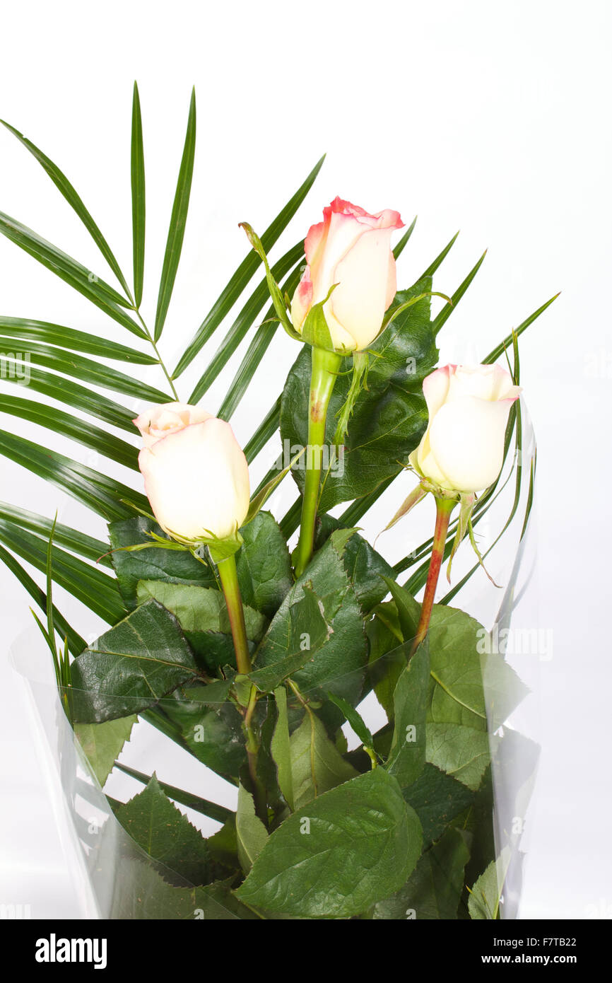 Close-up shot of roses Stock Photo - Alamy