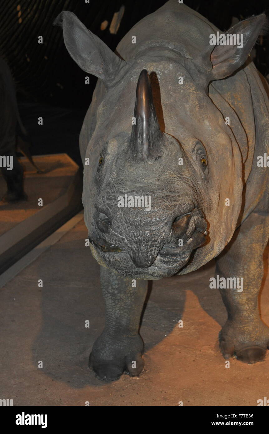 A taxidermy statue of a large grey rhino with a big horn at The Natural ...