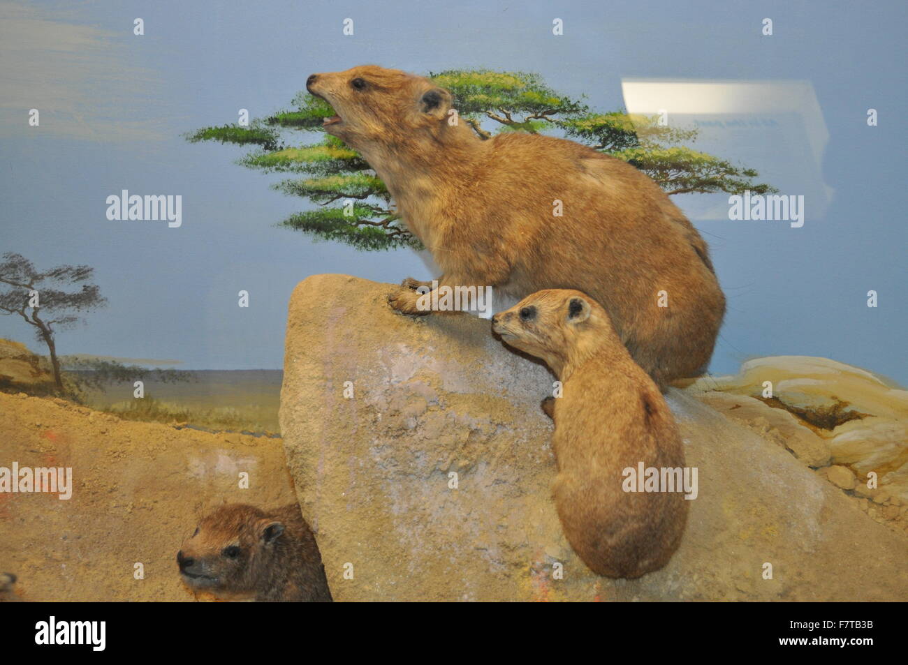 A taxidermy meerkat hamster chipmunk unknown mother creature with it's ...