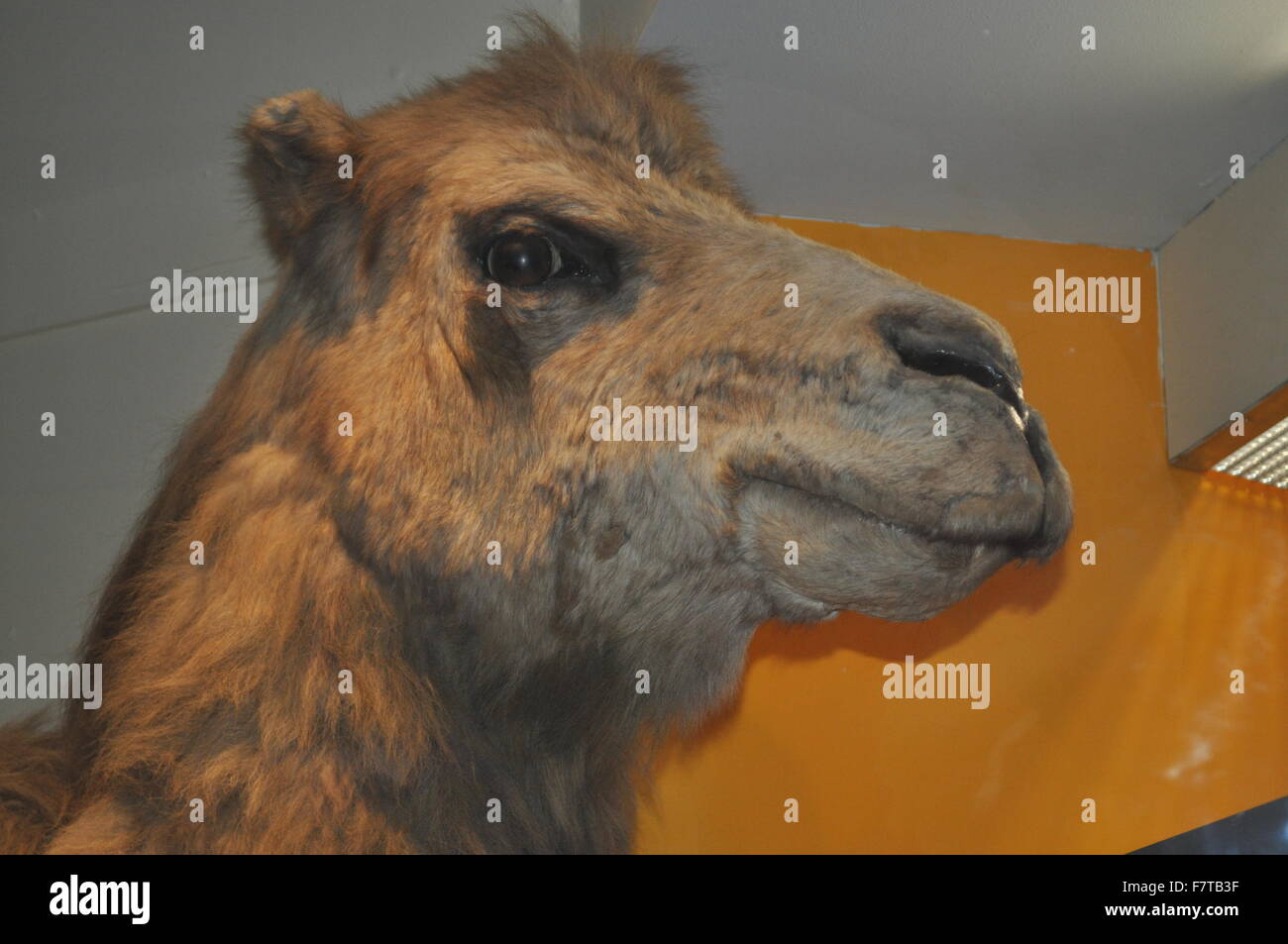 A close up of a taxidermy camel at The Natural History museum in London ...