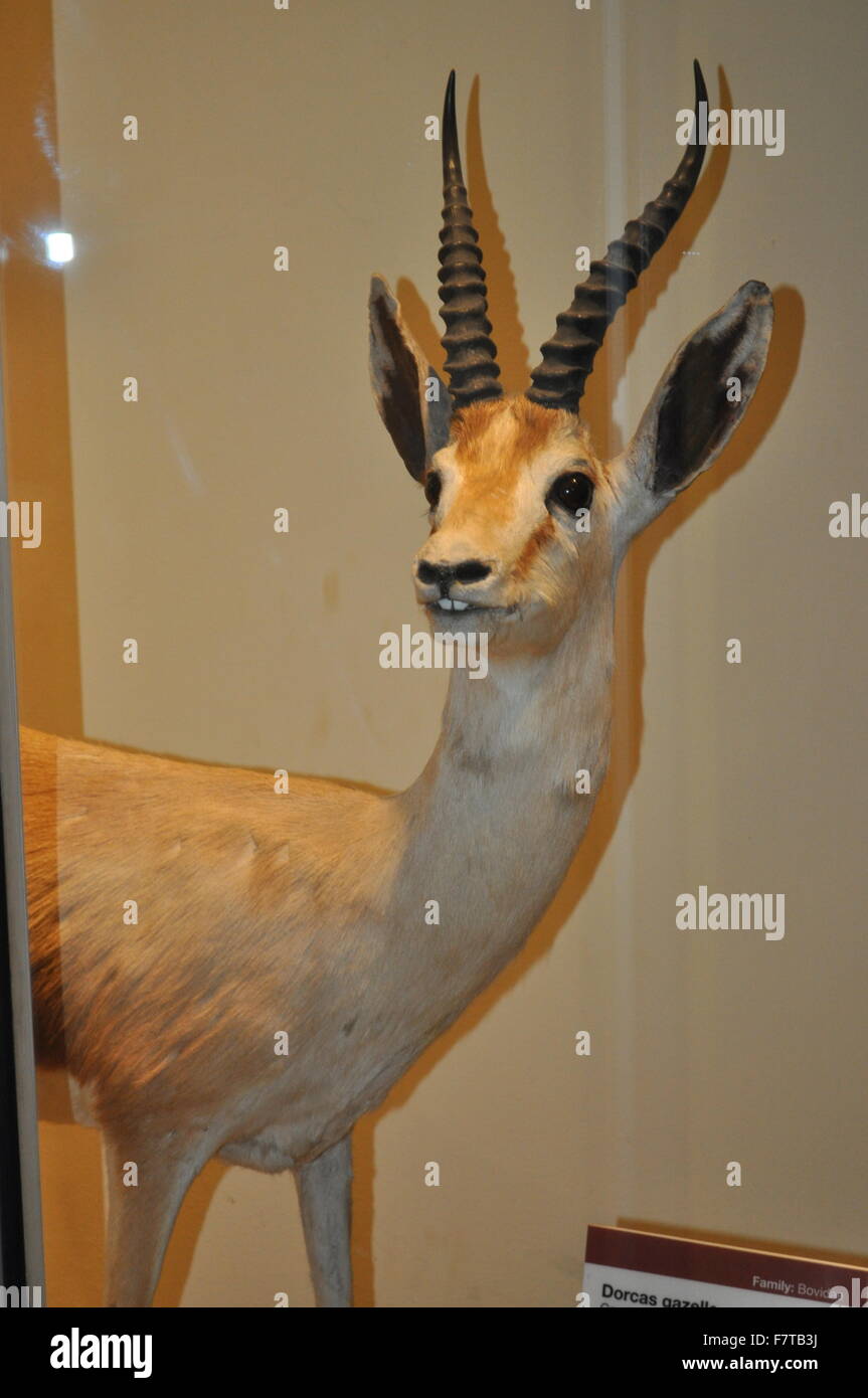Pointy Ears Stock Photos & Pointy Ears Stock Images - Alamy