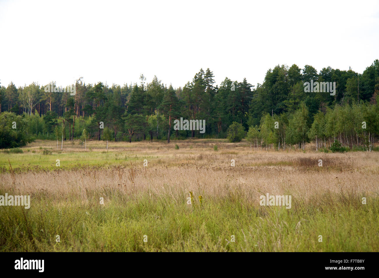grass valley in forest during summer Stock Photo - Alamy
