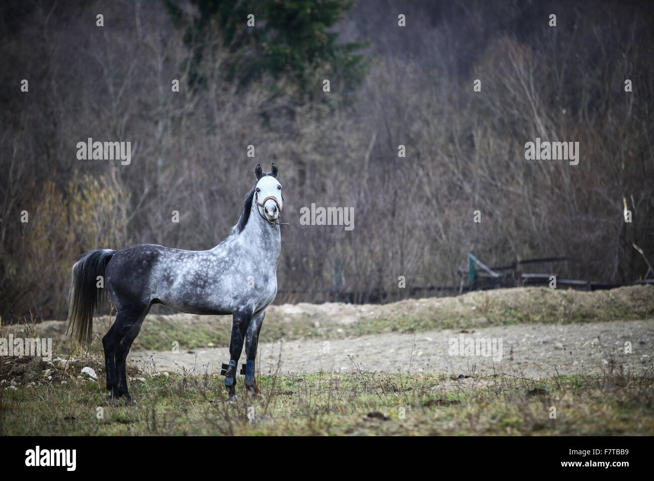 Color image of a lonely gray horse Stock Photo - Alamy