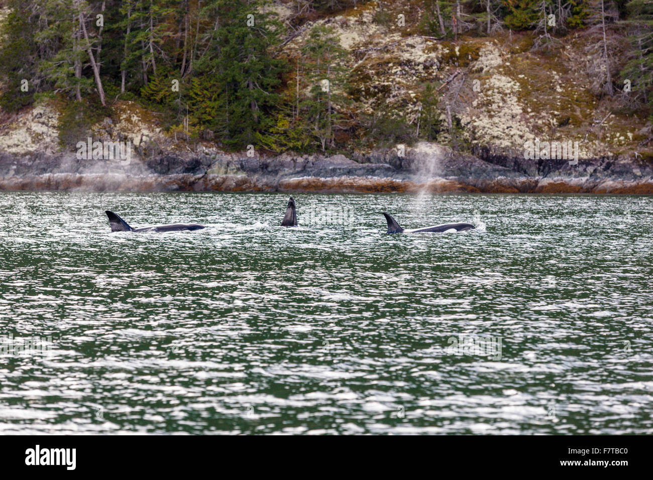Whale vancouver inlet hi-res stock photography and images - Alamy