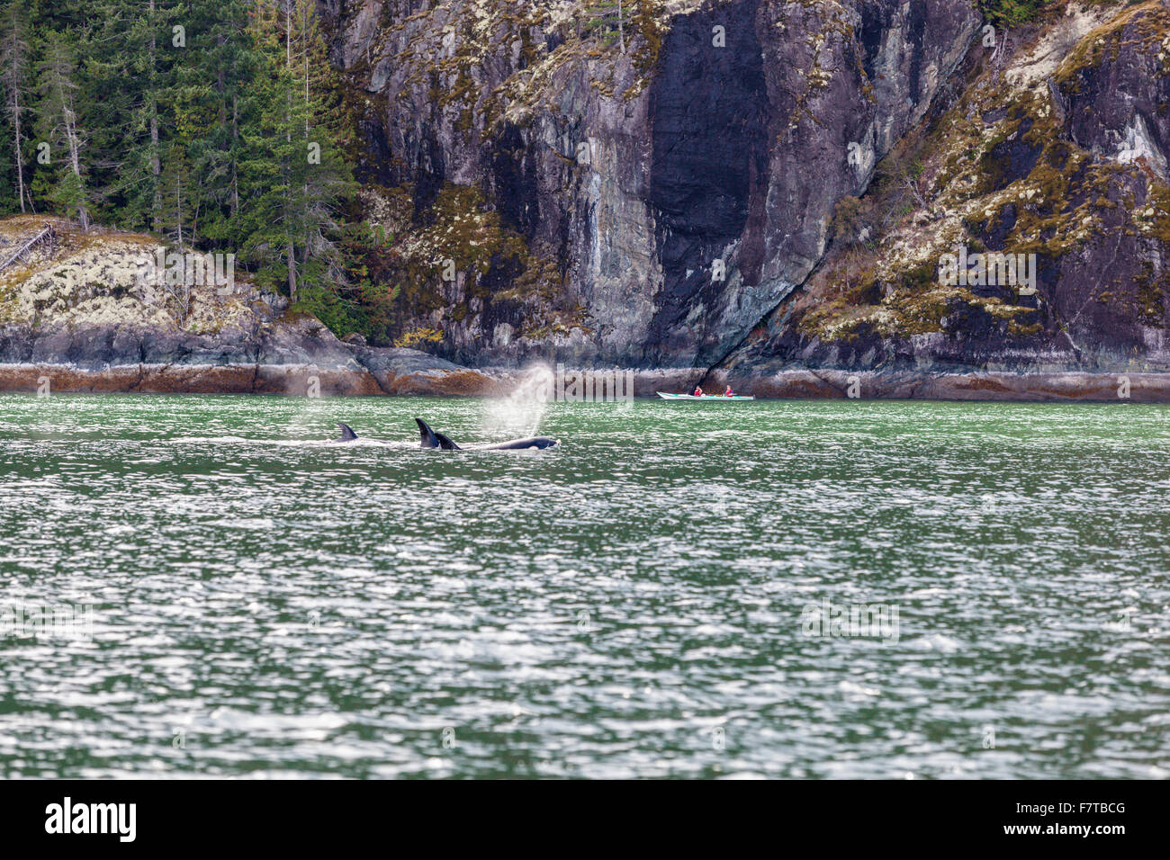 Whale vancouver inlet hi-res stock photography and images - Alamy