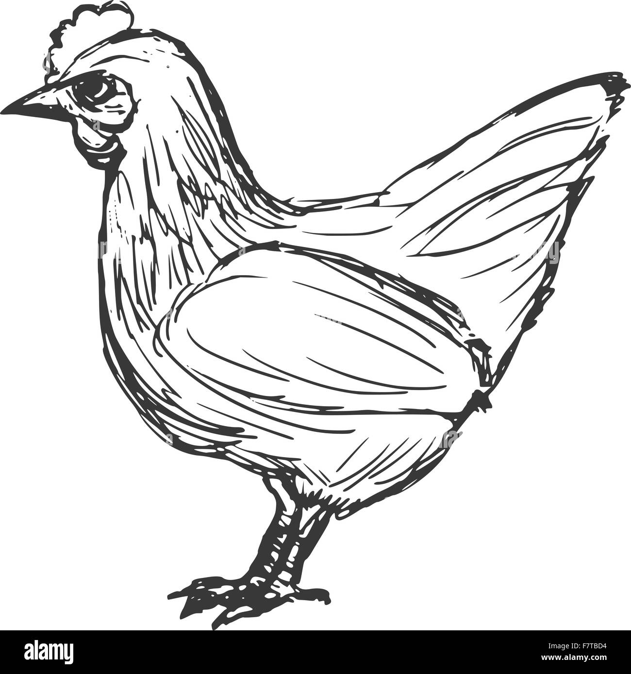 Hen sketch Black and White Stock Photos & Images - Alamy