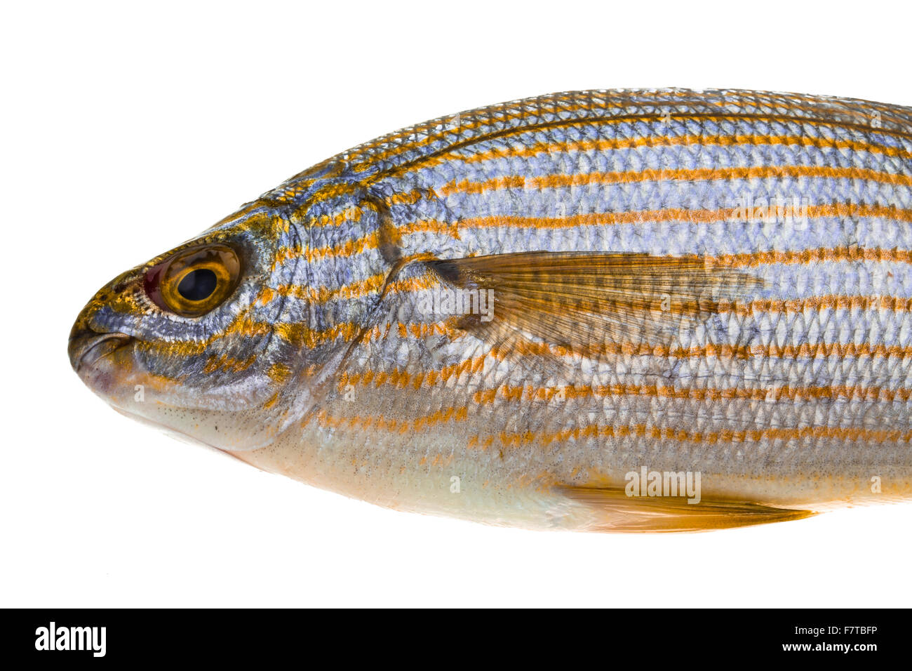 Salema porgy - sarpa fish Stock Photo - Alamy