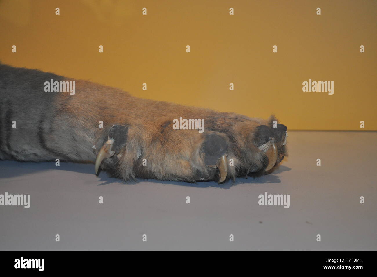 A close up of a taxidermy lion foot with big claws at The Natural ...