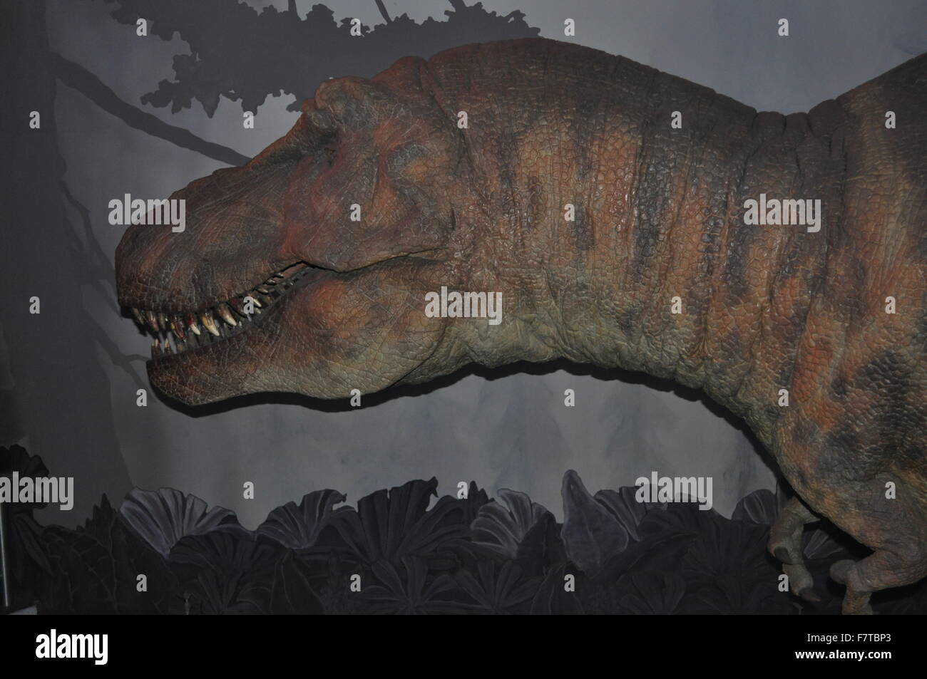 Tyrannosaurus rex side hi-res stock photography and images - Alamy