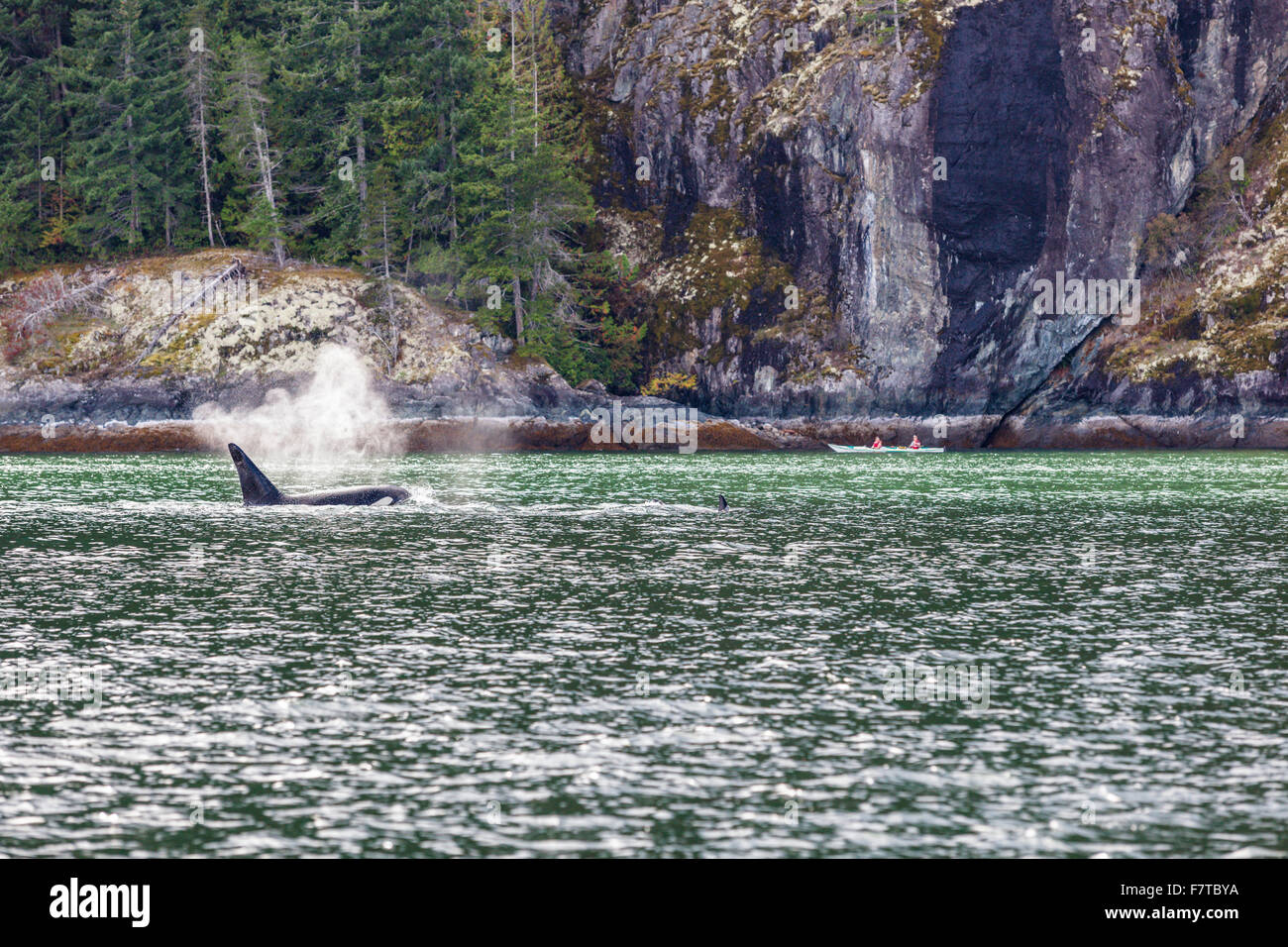 Whale vancouver inlet hi-res stock photography and images - Alamy