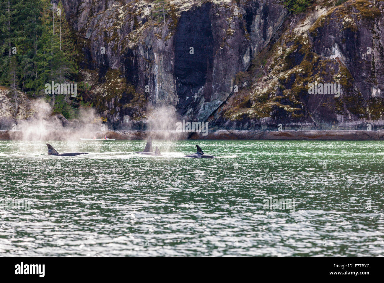 Orca in the Bute Inlet, Vancouver Island, British Columbia, Canada ...