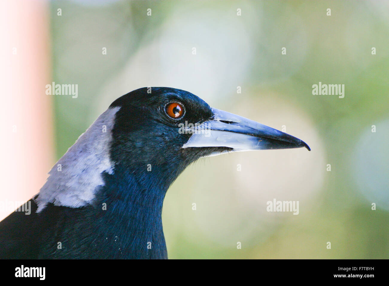 portrait of an Australian Magpie Stock Photo - Alamy