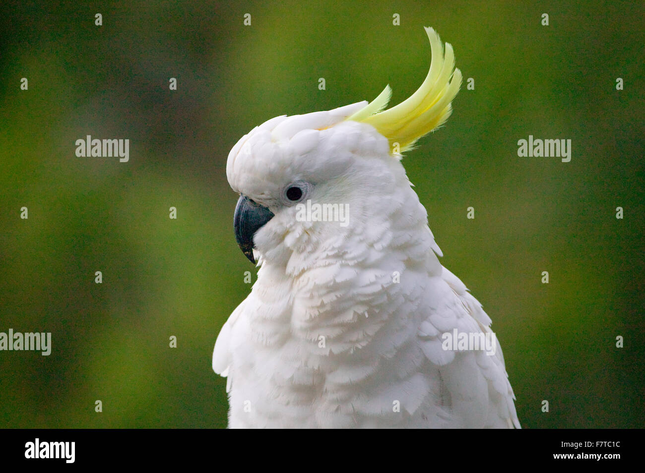 Cockatoo roost roosting hi-res stock photography and images - Alamy