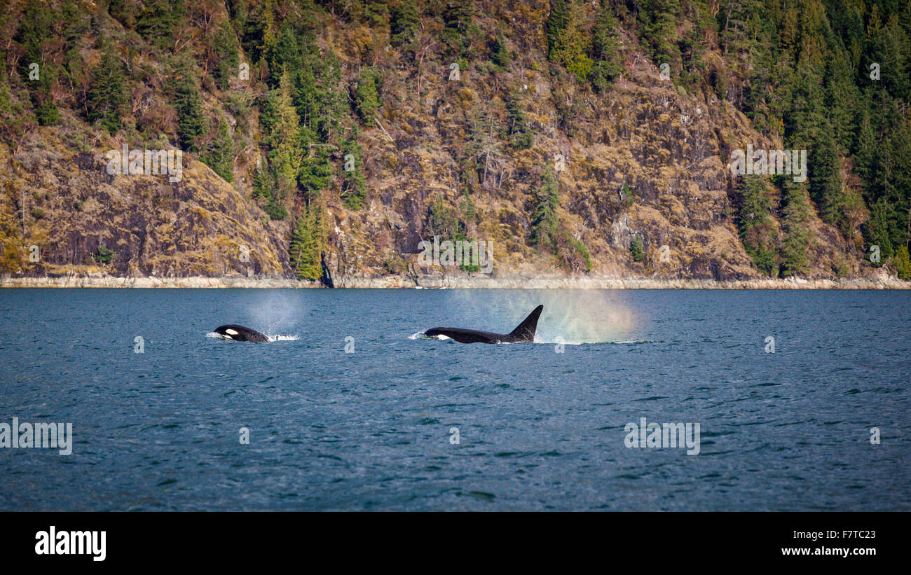 Orca in the Bute Inlet, Vancouver Island, British Columbia, Canada ...
