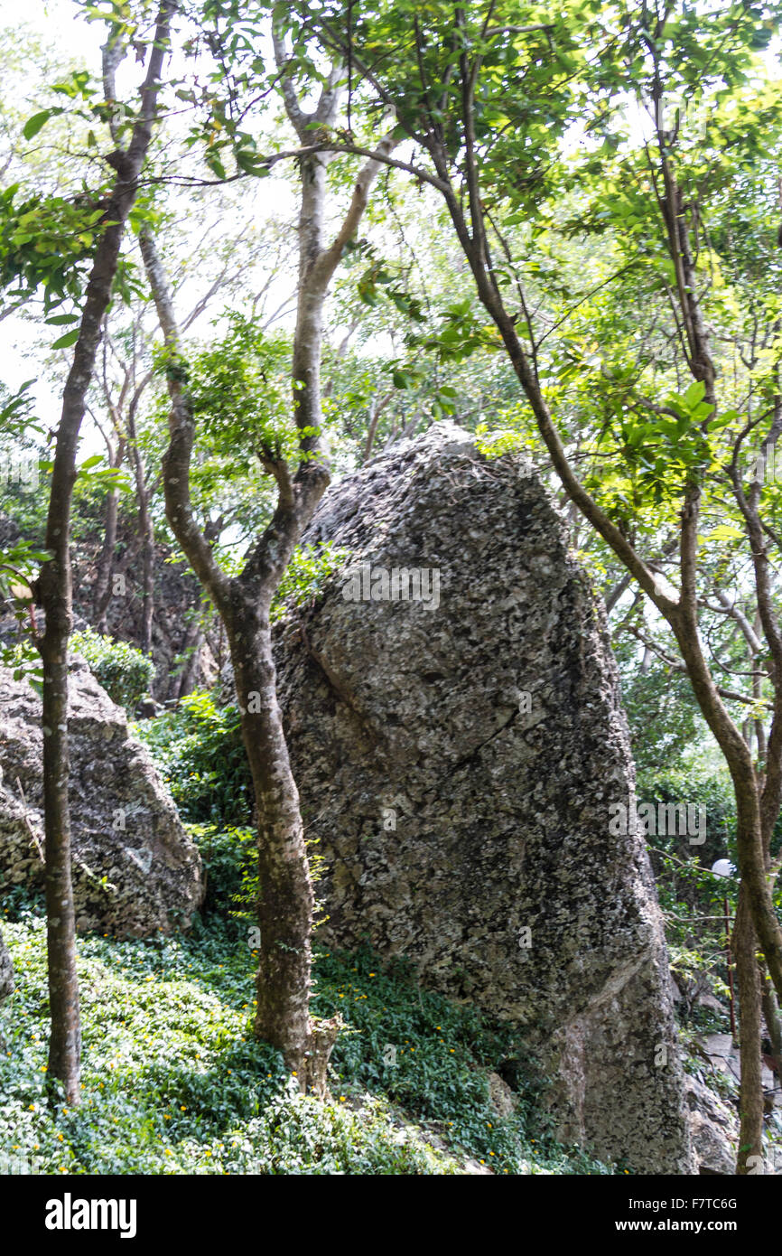 Chinese jungle, island of Hainan Stock Photo - Alamy