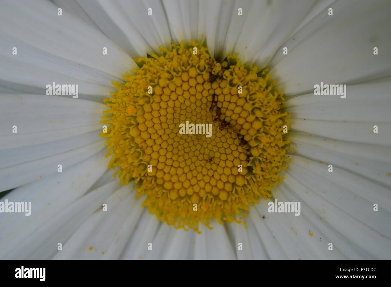 A close up of a gerbera flower Stock Photo - Alamy