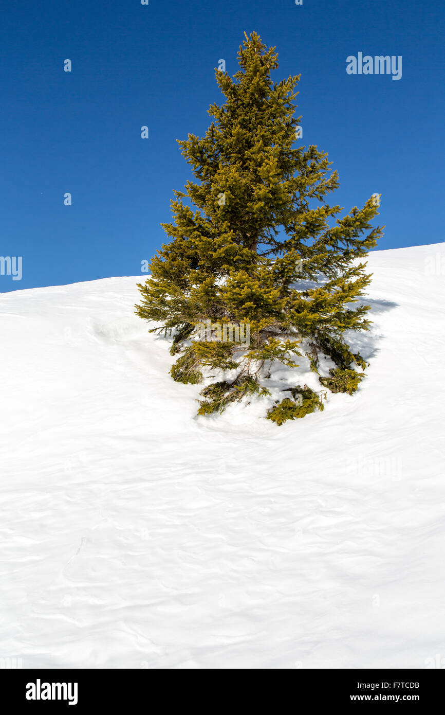 A Christmas Tree in the snow in the French Alps Stock Photo - Alamy