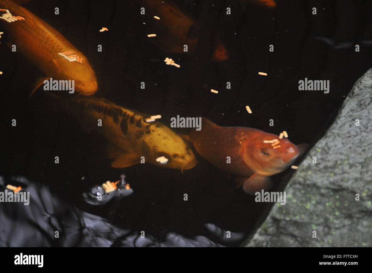 A few Koi karp swimming to the surface for food in a fish pond Stock ...