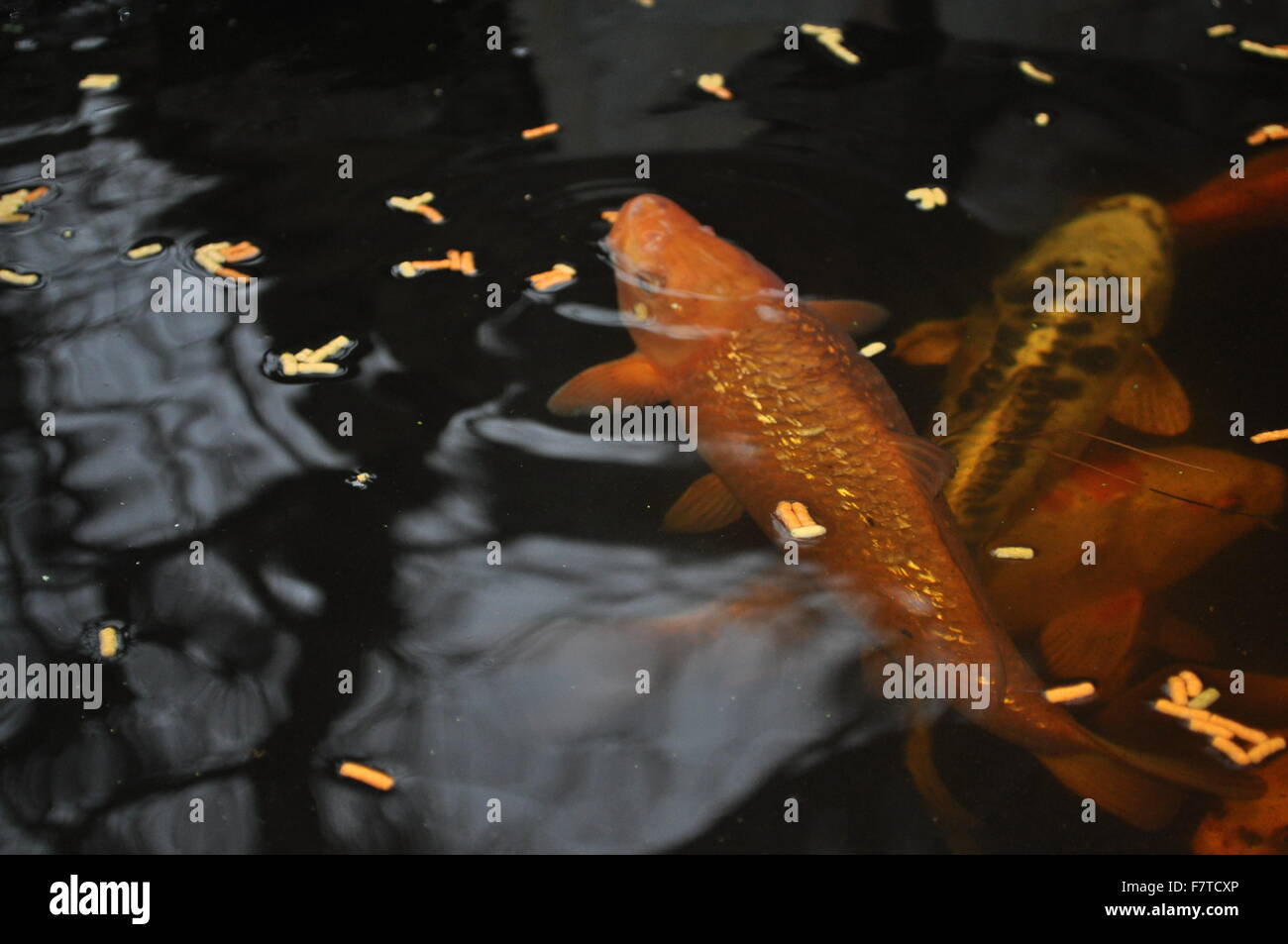 A few Koi karp fish eating and swimming in a garden pond Stock Photo ...