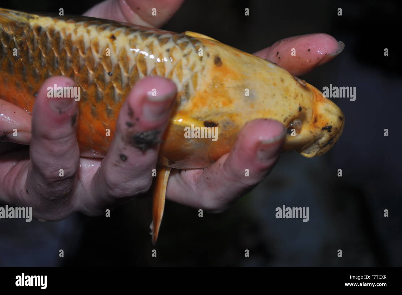 Gold koi karp hi-res stock photography and images - Alamy