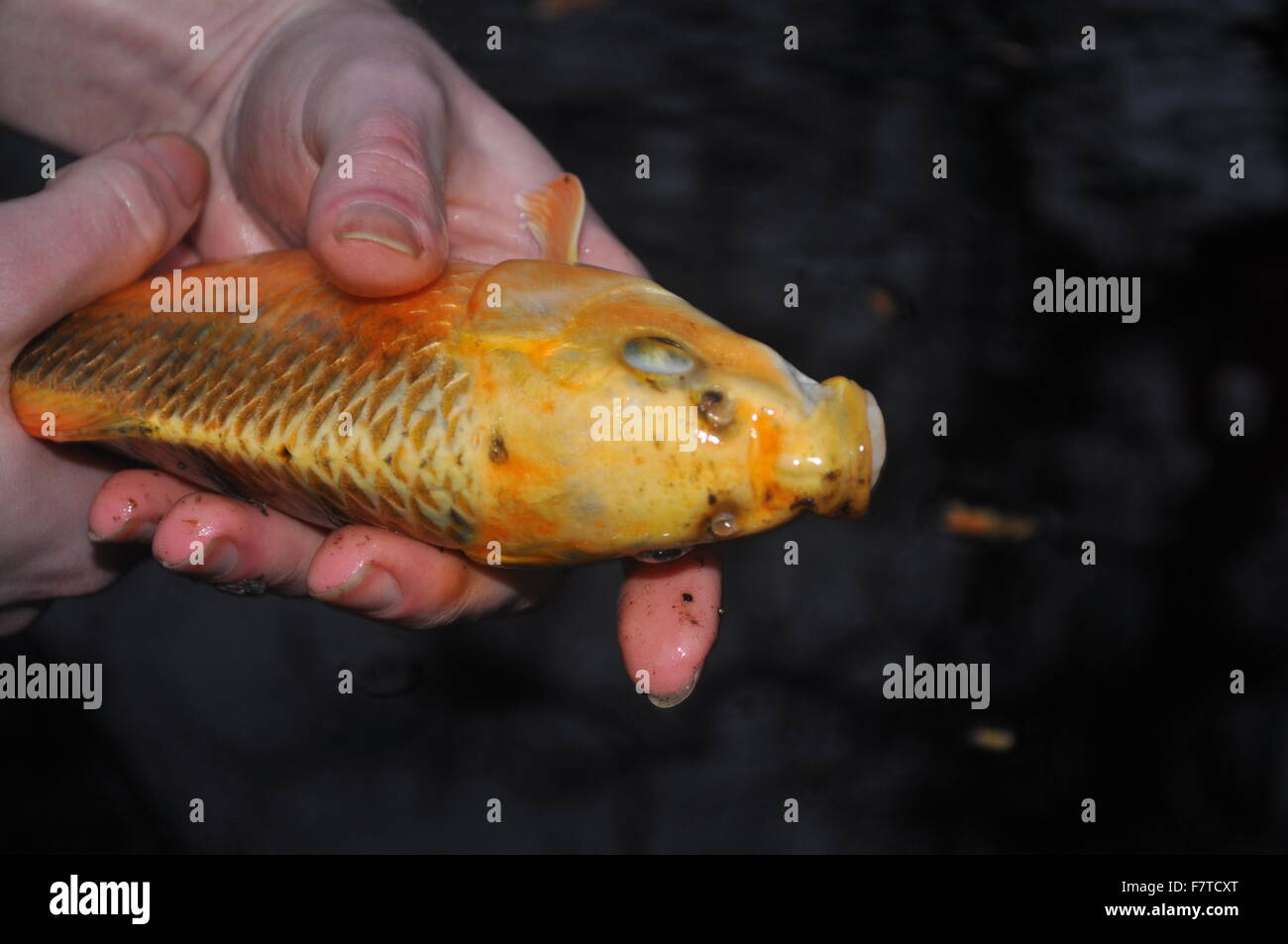 Karp hi-res stock photography and images - Alamy