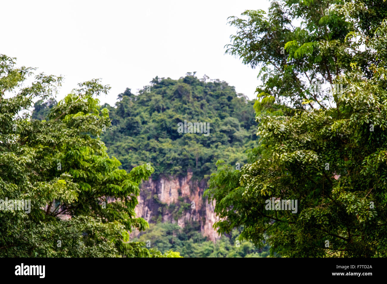Beautiful rain forest Stock Photo - Alamy