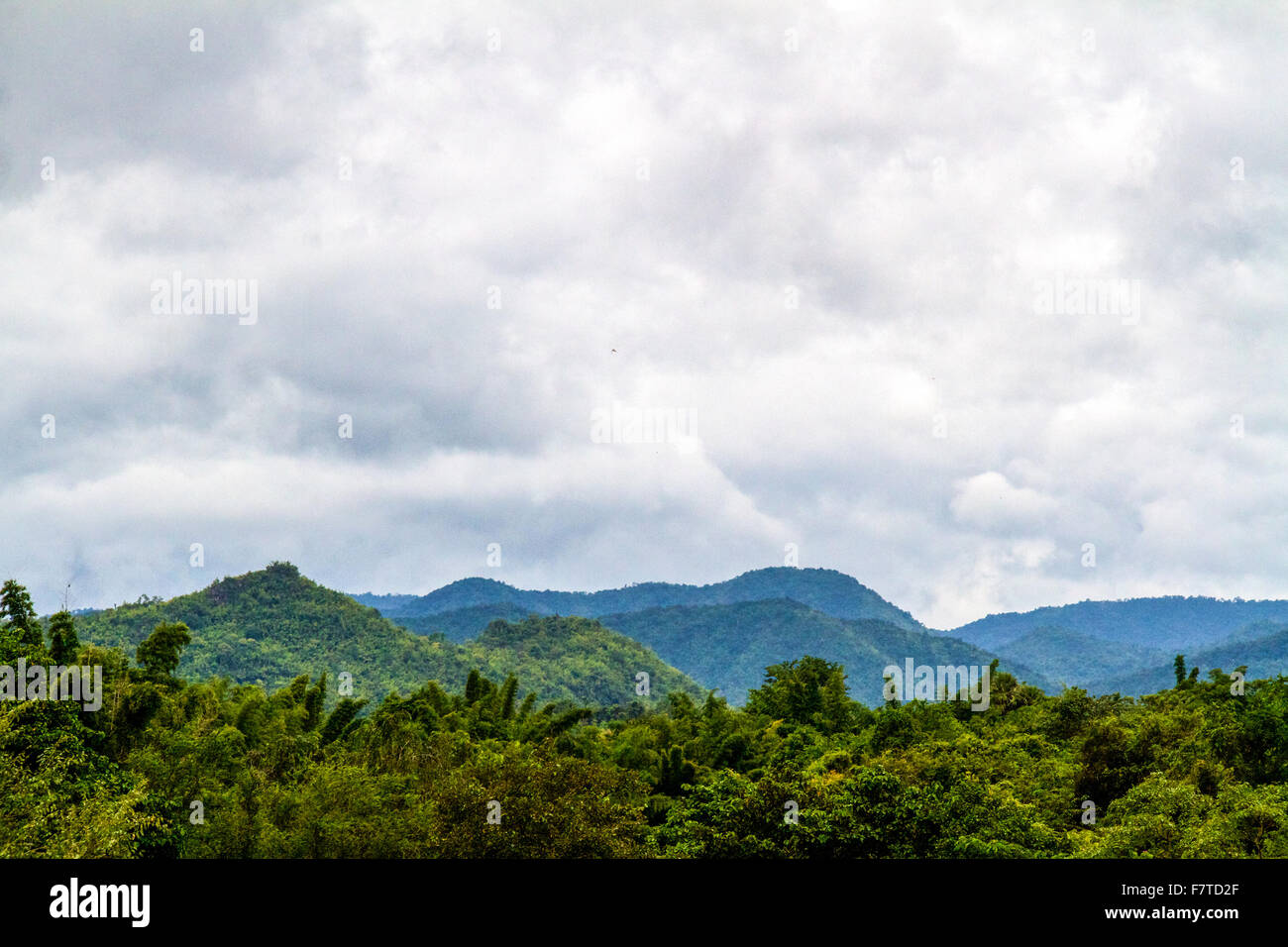 Beautiful rain forest Stock Photo - Alamy