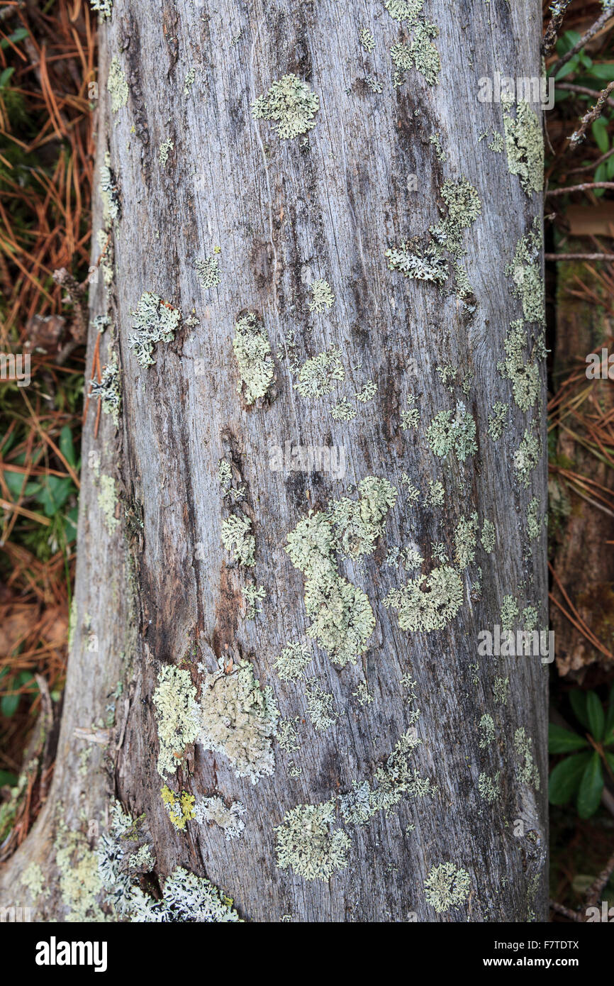 Surface of fallen tree hi-res stock photography and images - Alamy