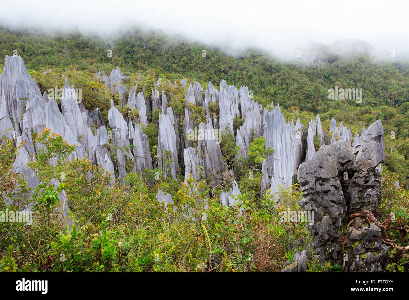 Limestone pinnacles at gunung mulu national park Stock Photo - Alamy
