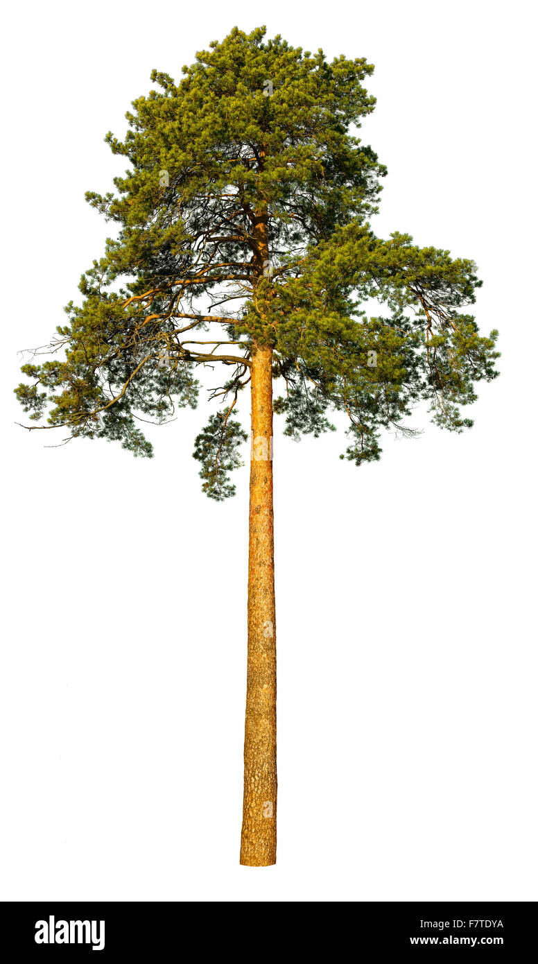 Sunset view of the tall pine tree isolated on a white background Stock ...