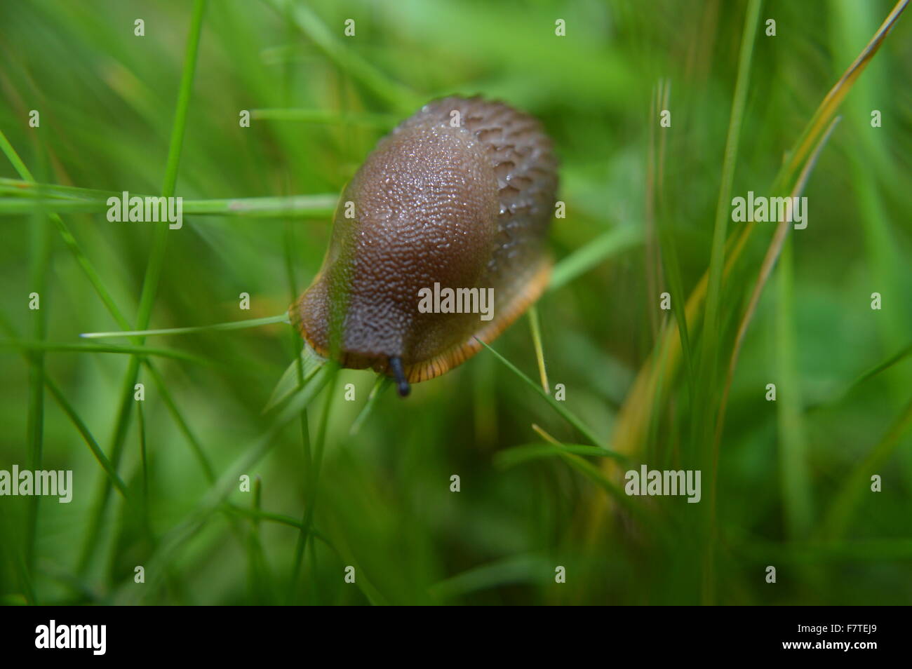 Close up of a slug sitting on bright green grass Stock Photo - Alamy