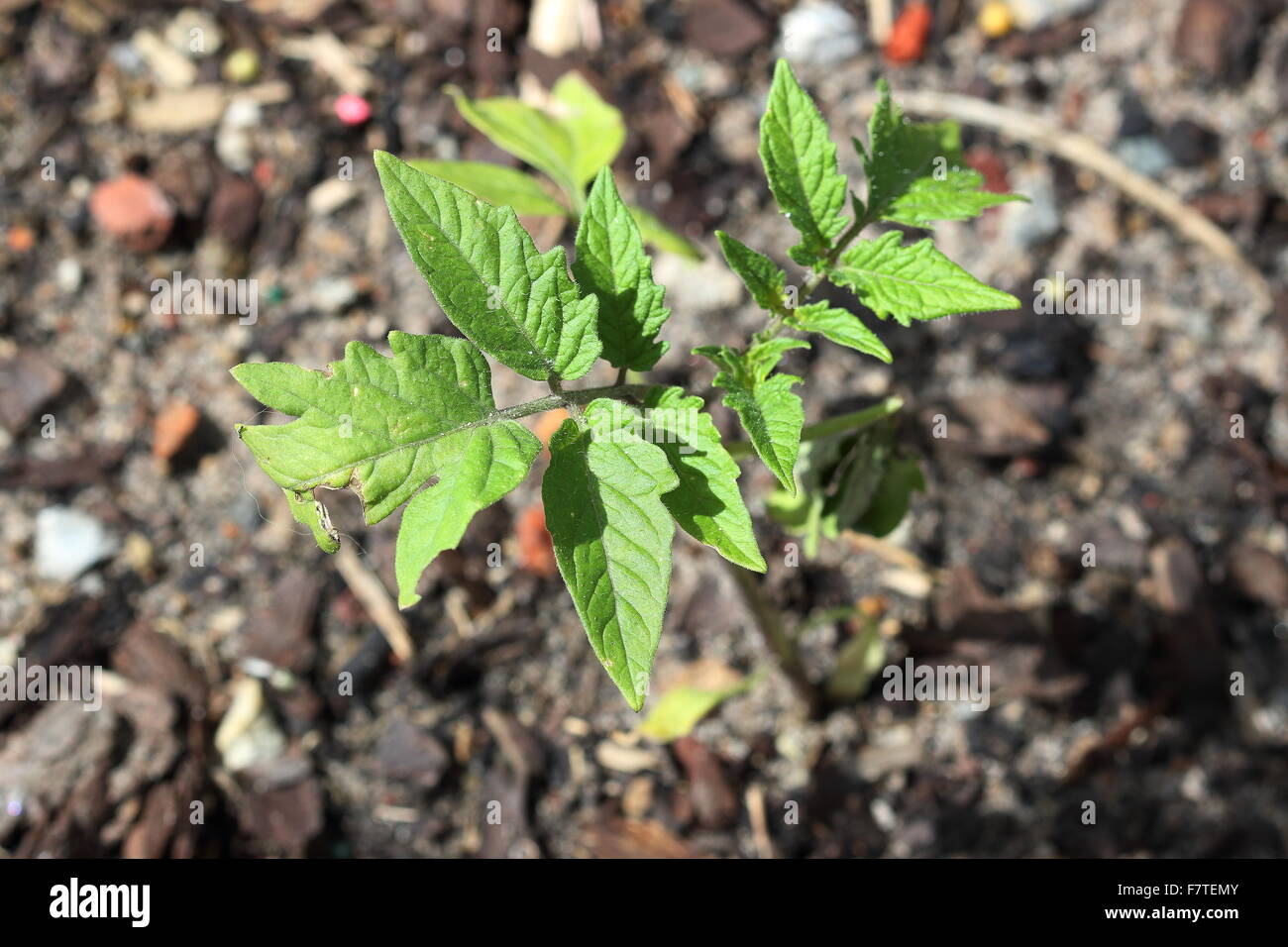 How to grow tomato plants hi-res stock photography and images - Alamy