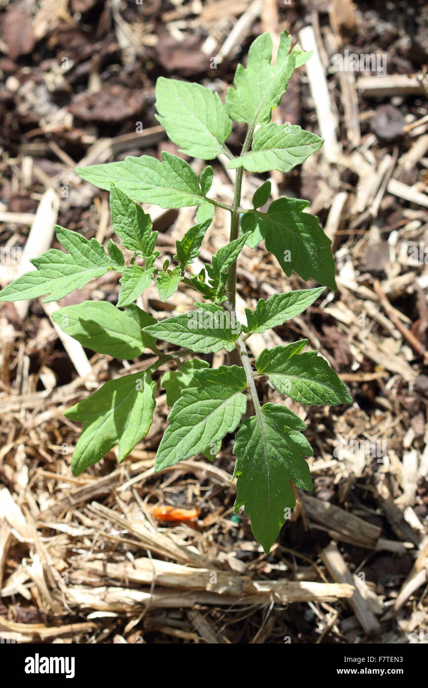 Growing tomato seedlings in the ground Stock Photo - Alamy