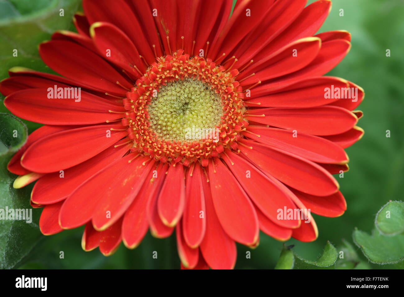 Gerbera daisy plant hi-res stock photography and images - Alamy